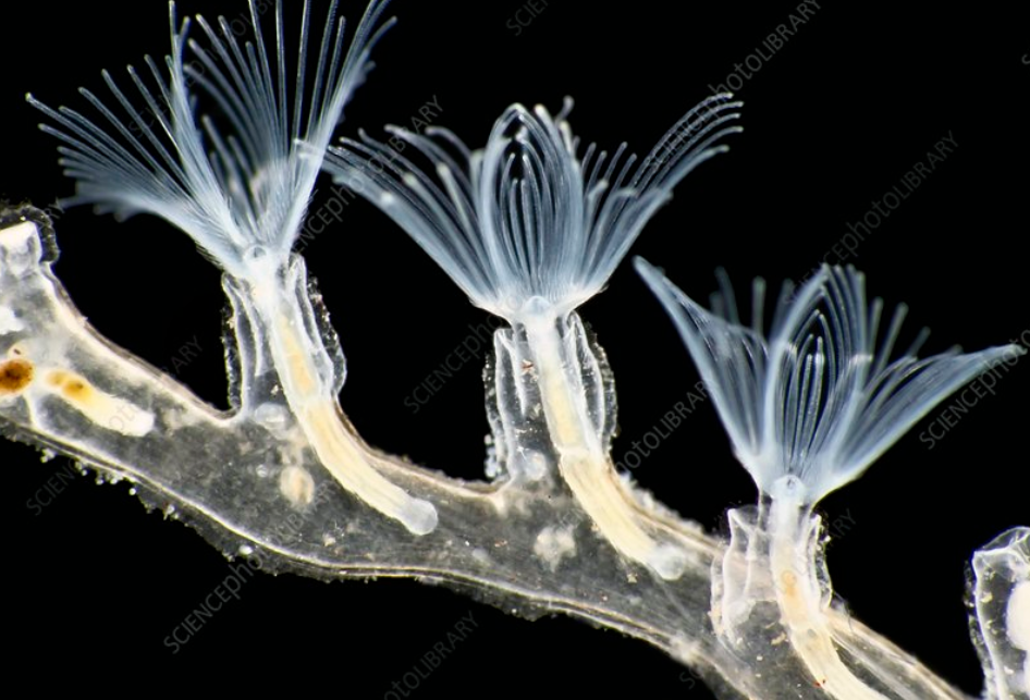 Introdução aos Bryozoa (Lophophorata)