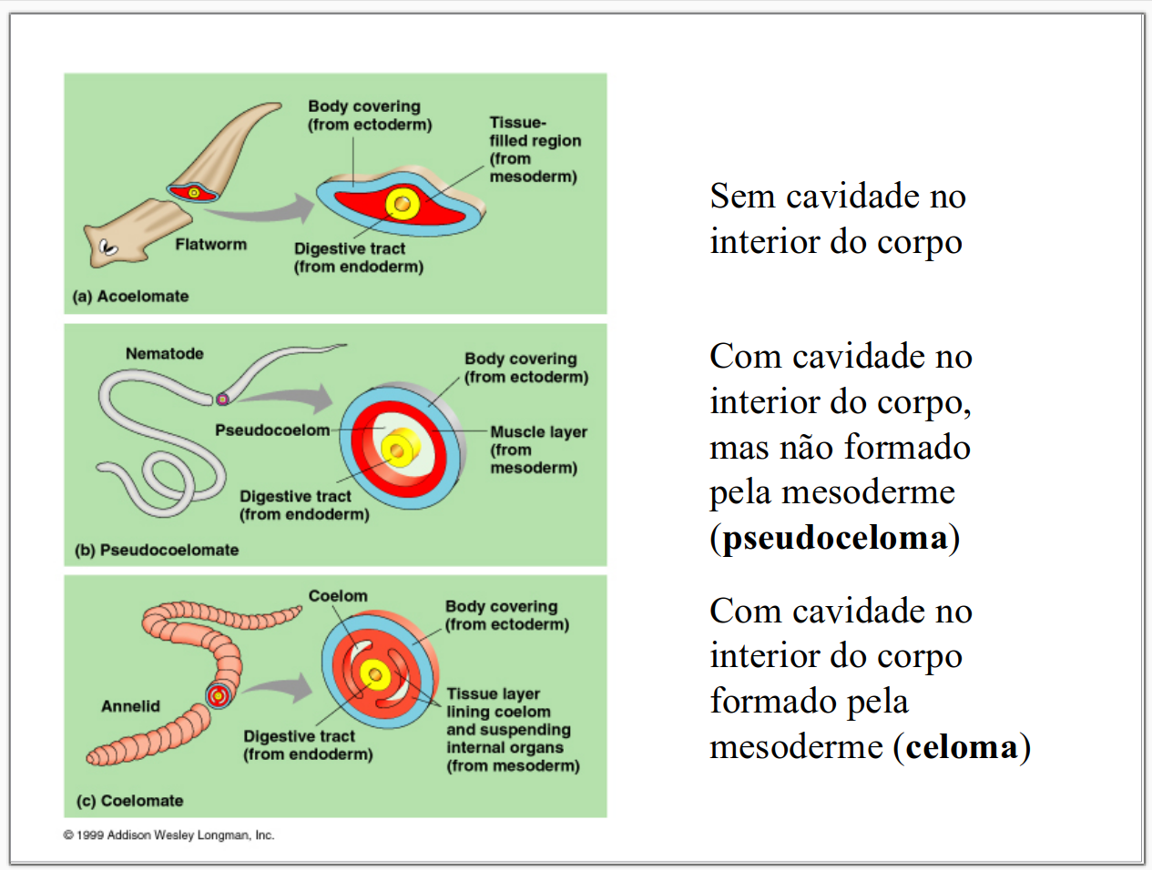 O Celoma é A Cavidade Delimitada Diretamente - FDPLEARN