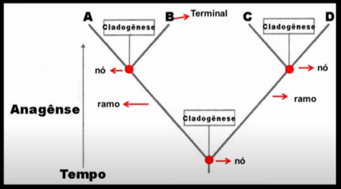 Noções de sistemática