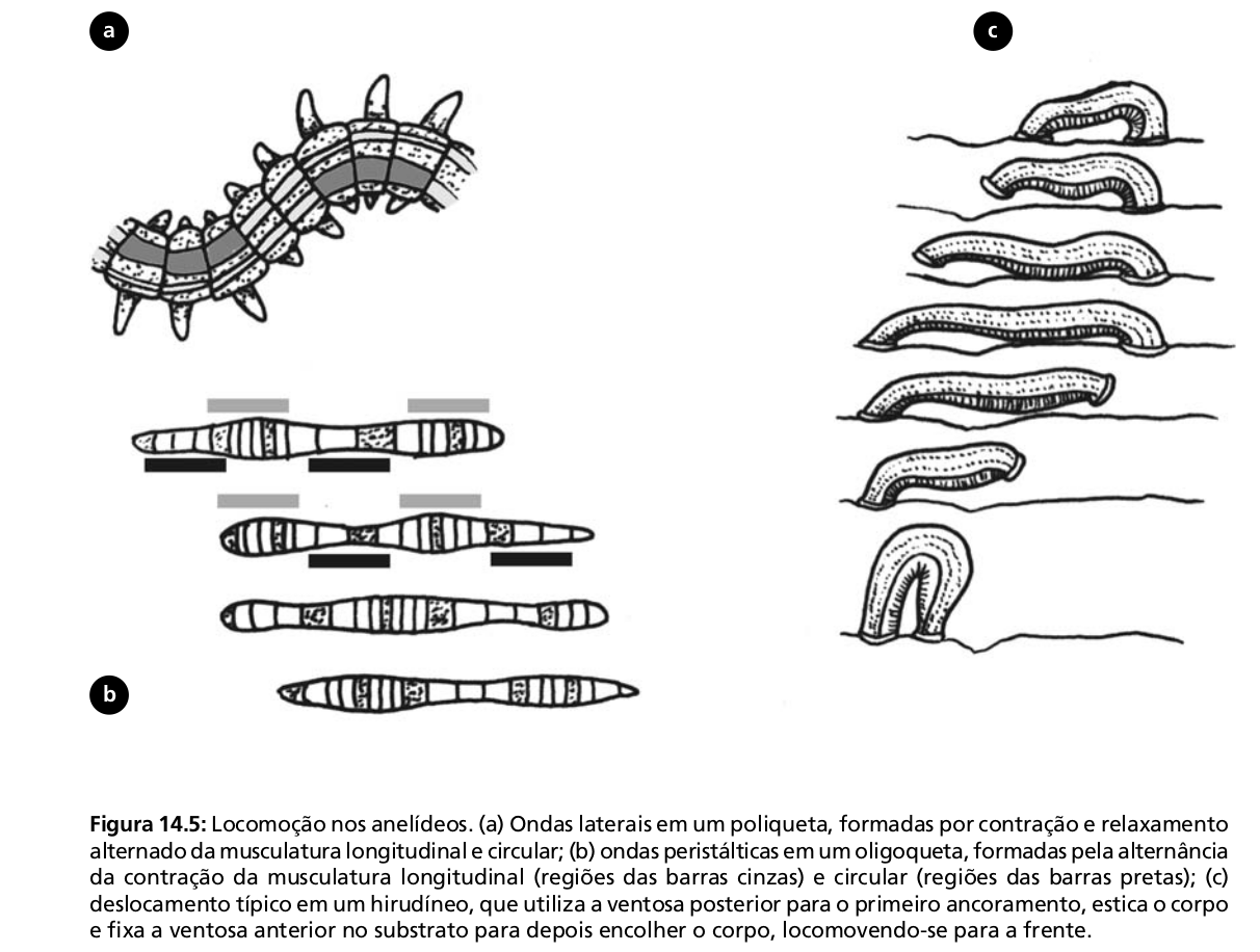 Introdução aos Annelida