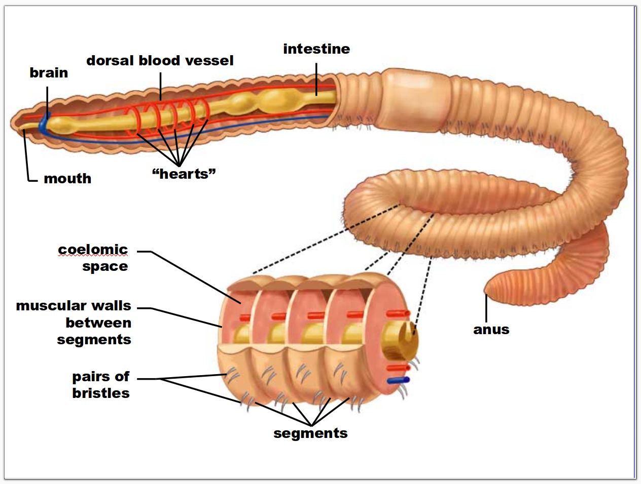 Introdução aos Annelida