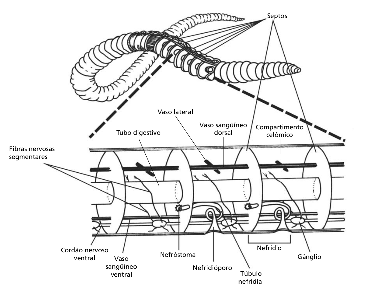 Introdução aos Annelida